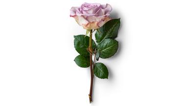 Begravningsblommor – Välj blommor till begravningen – Fonus