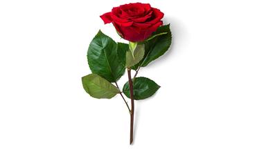 Begravningsblommor – Välj blommor till begravningen – Fonus