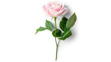 Begravningsblommor – Välj blommor till begravningen – Fonus