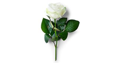 Begravningsblommor – Välj blommor till begravningen – Fonus